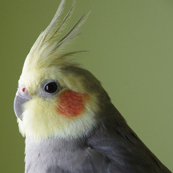 CACATÚA – Frescorganico