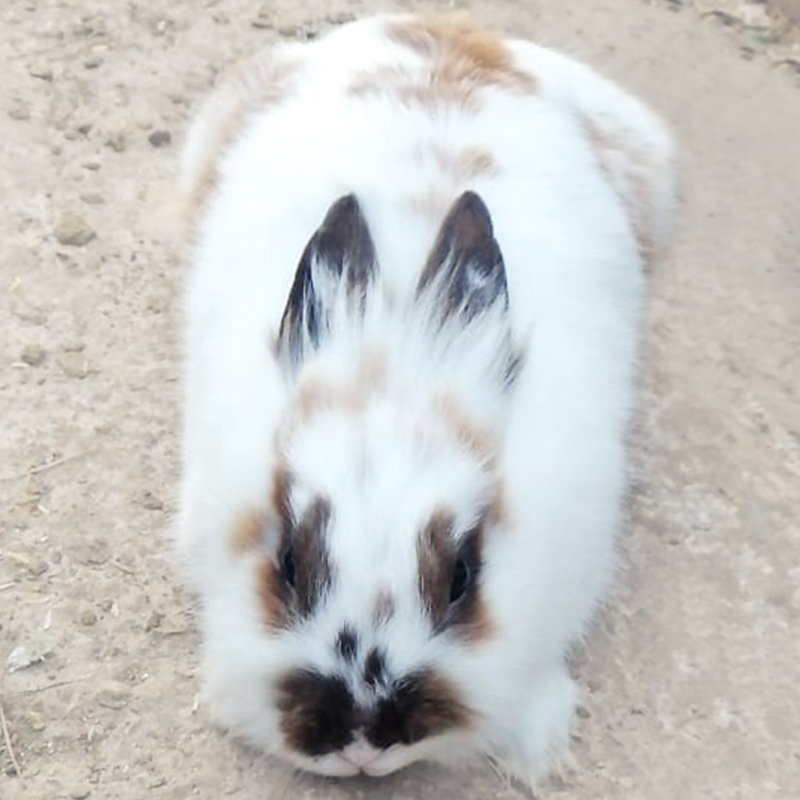 CONEJOS – Frescorganico