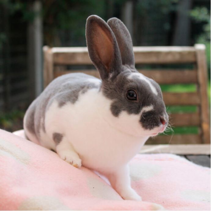 CONEJO MINI REX – Frescorganico