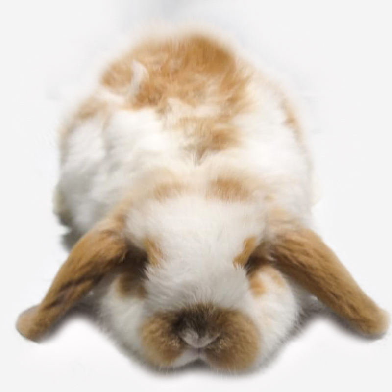 CONEJO MINI BELIER – MINI LOP – Excelentes como mascotas para niños ...