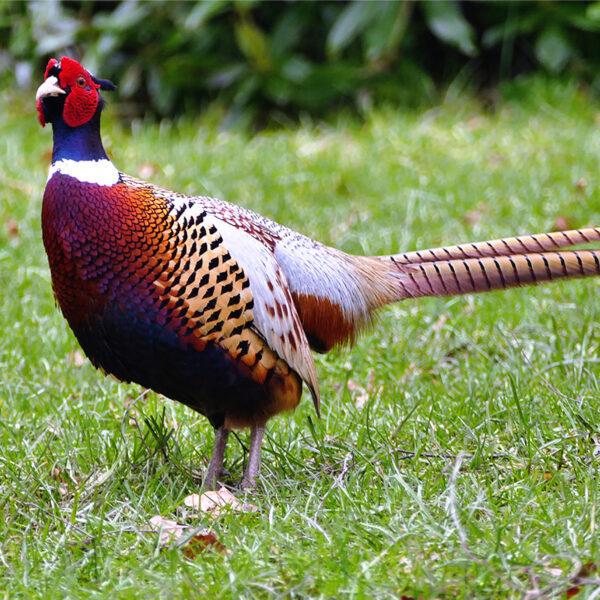 FAISÁN DE COLLARÍN X 2 – Frescorganico