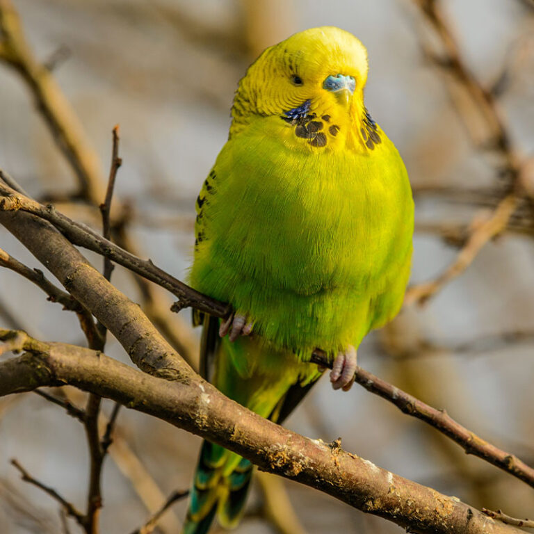 PERICO AUSTRALIANO – Frescorganico