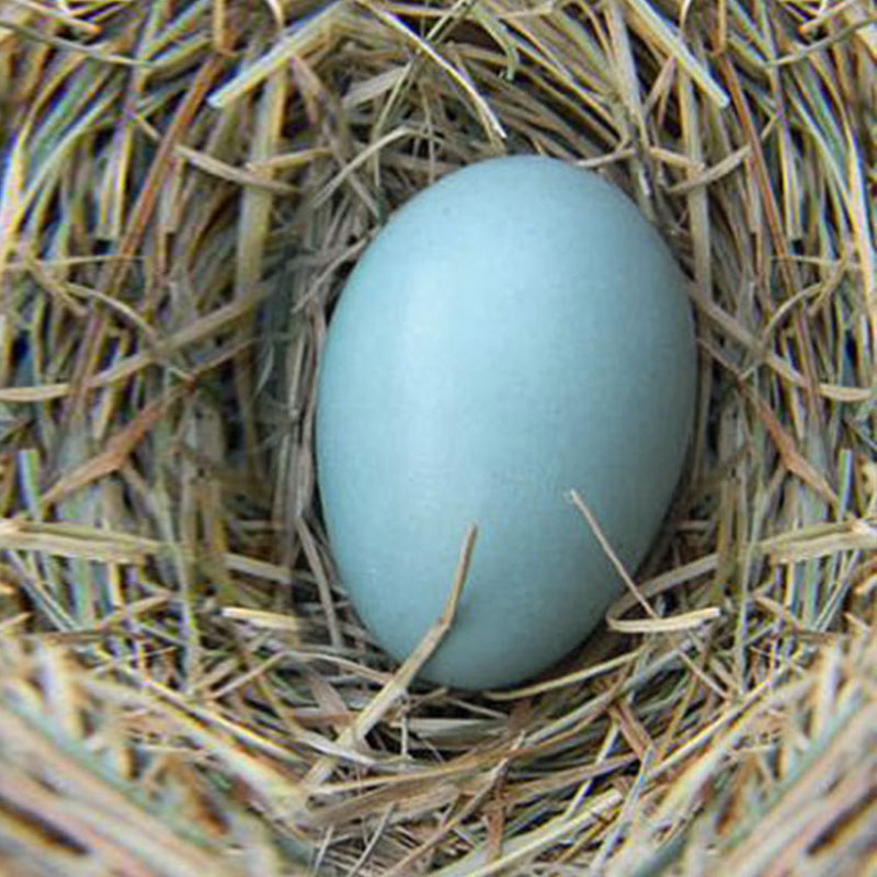 HUEVO FÉRTIL AZUL Y VERDE – Frescorganico