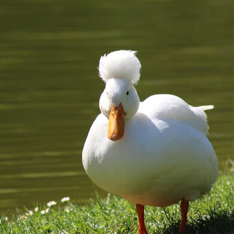 AVES DE CORRAL Y ORNAMENTALES – Frescorganico