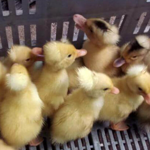 PATO DE MOÑA 4 SEMANAS – Frescorganico